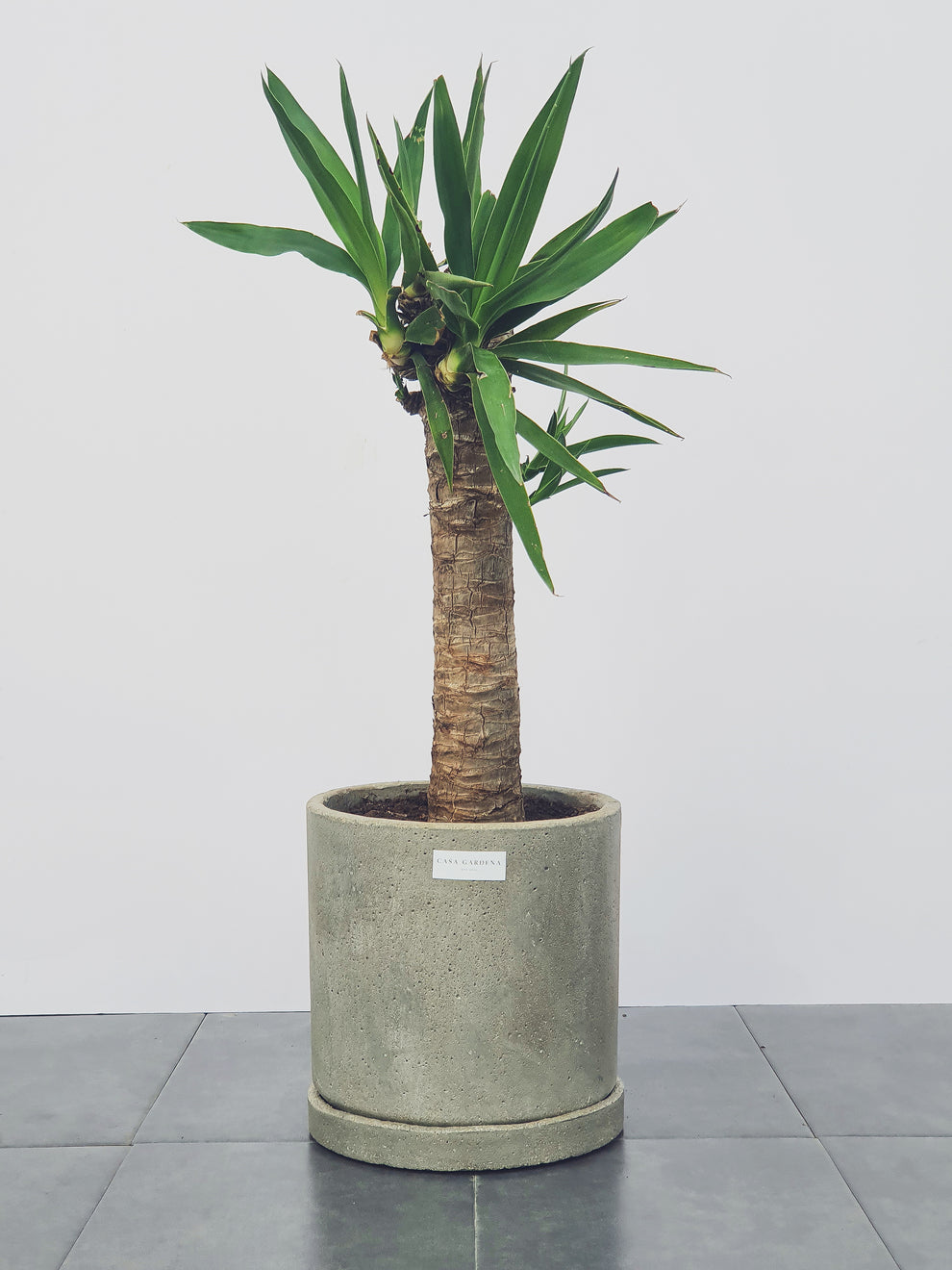 Árbol de Yucca Comun – Casa Gardena